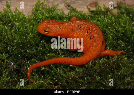 Red Eft - Terrestrial juvenile stage of Red Spotted Newt (Notophthalmus ...