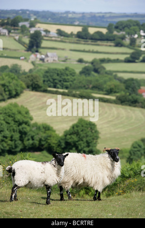 Sheep on farms, Devon, England, Europe Stock Photo - Alamy