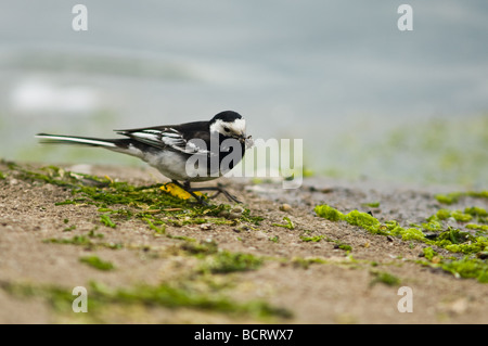 White Wagtail in search of food. Pied Wagtails, Wagtails, Motacilla ...