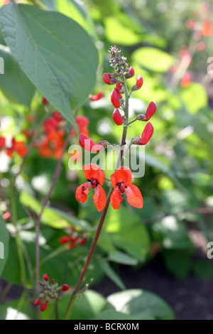 RUNNER BEAN FLOWERS IN SUMMER Stock Photo - Alamy