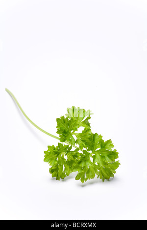 Parsley (Petroselinum crispum Stock Photo - Alamy