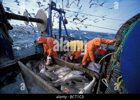 Fishermen sorting Atlantic Cod Fishing Dragger Trawler New England USA ...