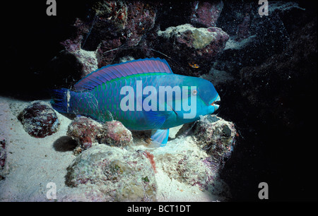 A parrot fish sleeping in its protective mucus bubble Stock Photo - Alamy
