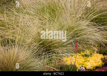 Festuca mairei Atlas Fescue on grass meadow green roof garden for ...