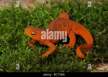 Red Eft - Terrestrial juvenile stage of Red Spotted Newt (Notophthalmus ...