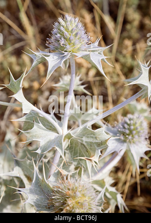 Eryngium maritimum. Marine thistle. Sea holly in the french atlantique ...