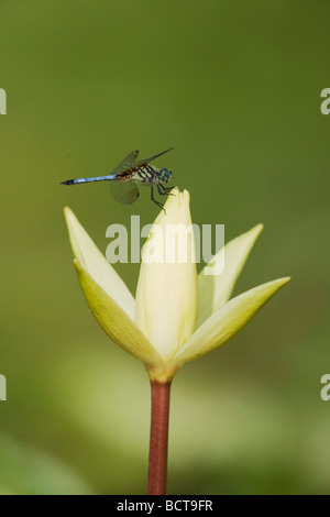 Blue Dasher (Pachydiplax longipennis) Insecta Stock Photo - Alamy