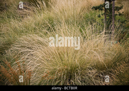 Festuca mairei Atlas Fescue on grass meadow green roof garden for ...