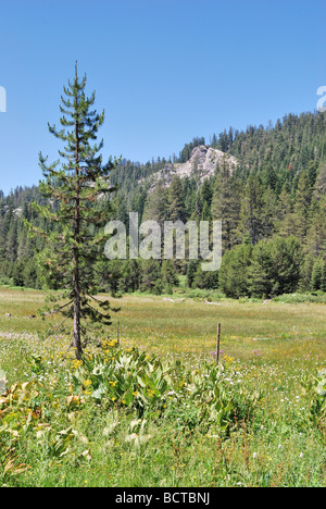 Wildflowers in Beasore Meadow, near Oakhurst, in the central Sierra ...