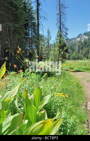 Wildflowers in Beasore Meadow, near Oakhurst, in the central Sierra ...
