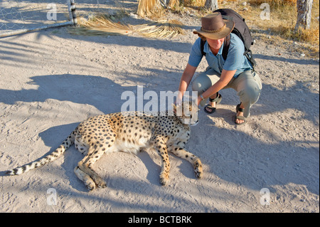 Cheetah in Otjitotongwe Cheetah Farm, Namibia Stock Photo - Alamy