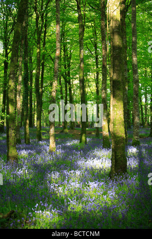 Bluebells flowers in the woods. Ireland, Europe Stock Photo - Alamy