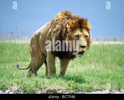 Territorial behaviour Male lion marking territory spraying urine ...