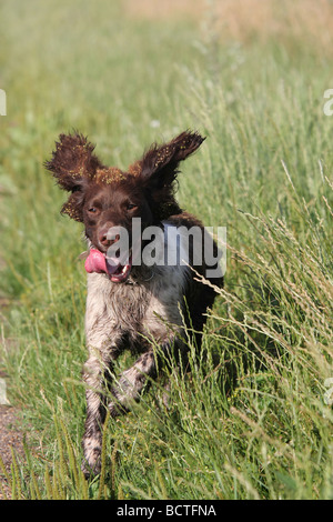 A muddy and dirty springer spaniel Stock Photo - Alamy
