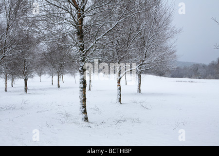 Silver birch trees in snow, Finland Stock Photo - Alamy