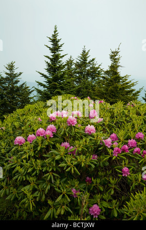 Rhododendron at Round Bald Appalachian Trail TN NC Stock Photo - Alamy