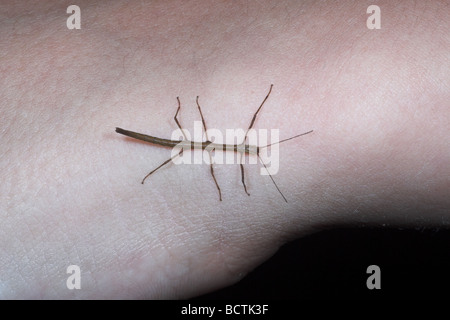 Baby Indian Stick Insect on childs finger Stock Photo - Alamy
