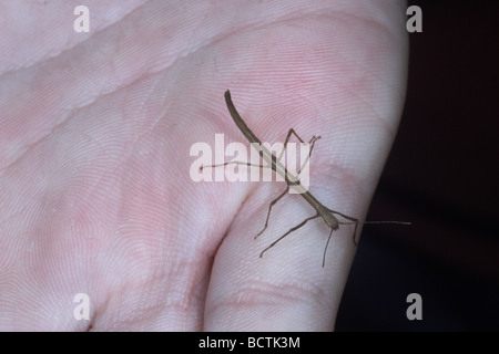 Baby Indian Stick Insect on childs finger Stock Photo - Alamy