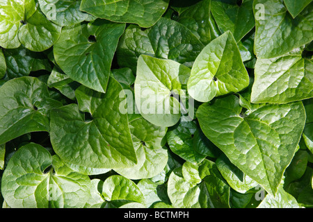 Long-tailed wild ginger (Asarum caudatum) flower, Oregon, USA Stock ...