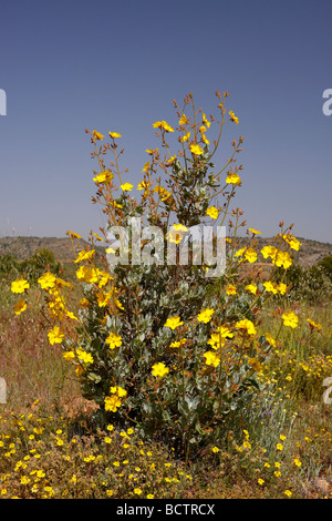 Yellow rock rose, Halimium atriplicifolium, mediterranean plant ...
