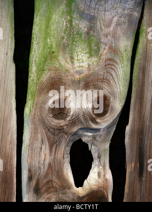 Wooden board with a face, The Scream, Edvard Munch, annual rings, ghost ...