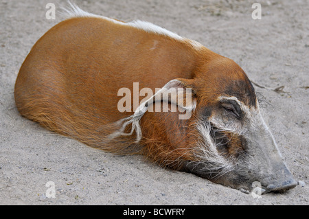 African Red river hog (Potamochoerus porcus), also known as the bush ...