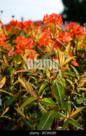 'Fireglow' Griffith's spurge, Eldtörel (Euphorbia griffithii Stock ...
