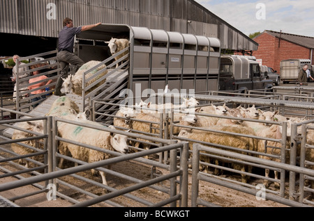 Farmer unloading sheep / ewes from back of cattle trailer at sheep ...
