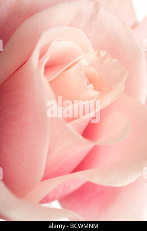 Selective focus of pink rose flowers in a roses garden with a soft ...