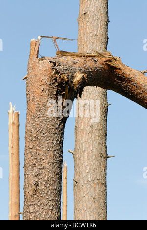 Broken trunk of tree during tornado Stock Photo - Alamy
