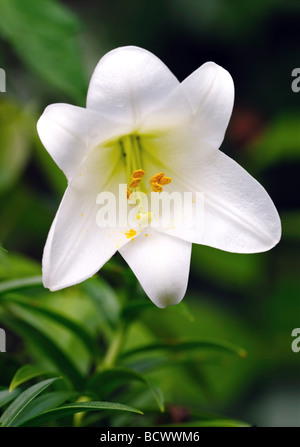 An Easter Lily (Lilium Longiflorum) plant with four buds waiting to ...