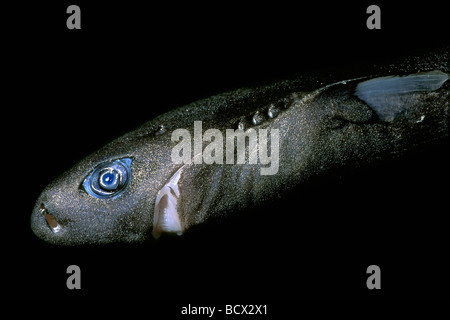 pygmy shark, female, the smallest shark species, (deep sea specimen ...