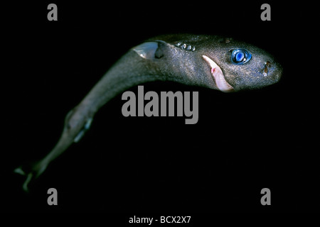 pygmy shark, female, the smallest shark species, (deep sea specimen ...