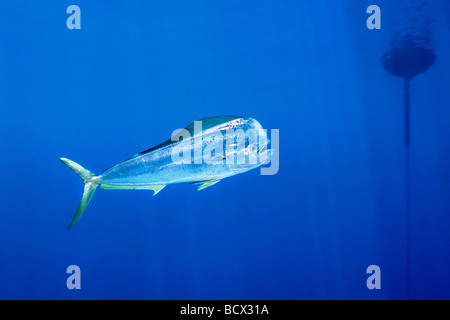 mahi mahi, dolphin fish, or dorado, cow, Coryphaena hippurus, Hawaii ...