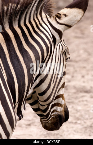 Zebra, zebra skin close-up. Zebra Haut Nahaufnahme. Skóra zebry. Cebra ...