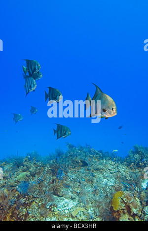 A schooling Atlantic spadefishes (Chaetodipterus faber), swimming over ...