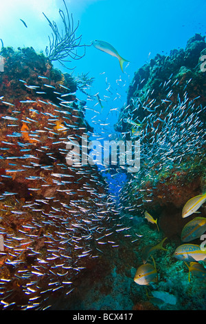 Minnows silversides Herrings at Coral Reef Anchovis West End Grand ...