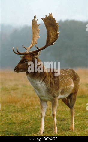 Herd of Fallow Deers (Cervus dama) in Summer, Females, Hesse, Germany ...