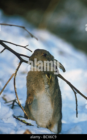 Old world rabbit (Oryctolagus cuniculus) in grass in Piemont Stock ...
