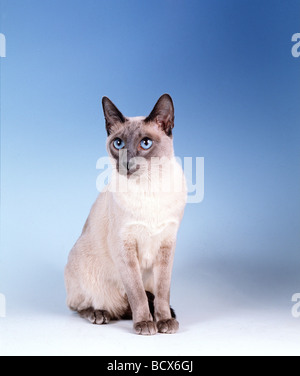 Siamese Bluepoint cats Stock Photo - Alamy