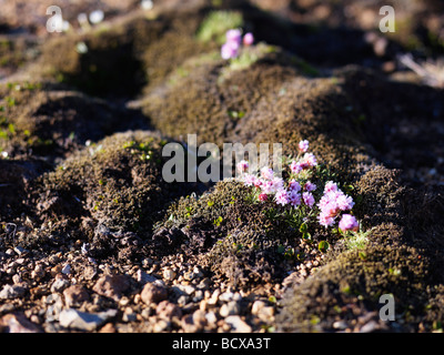 flora and fauna in iceland Stock Photo - Alamy