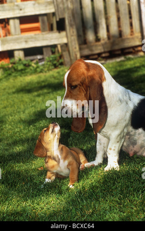 Basset Hound female dog and her puppies Stock Photo - Alamy