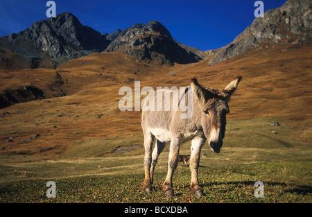 donkey, mount, donkeys, mounts Stock Photo - Alamy