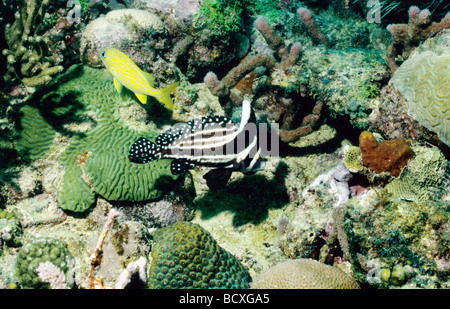 Amazing underwater marine life of Grenada, West Indies. Tubastra. Cup ...