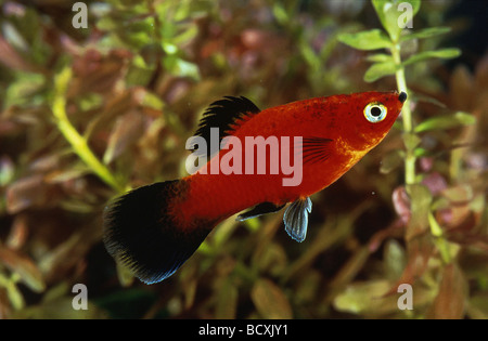 Southern Platyfish, Common Platy (Xiphophorus maculatus). Group in an ...