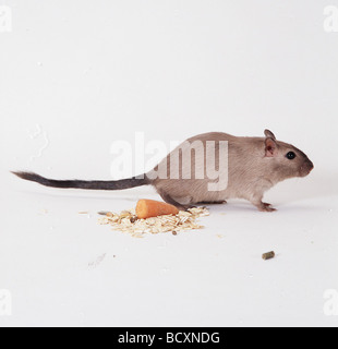 northern pygmy gerbil Stock Photo - Alamy