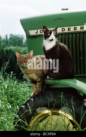 Cats on farm Stock Photo - Alamy