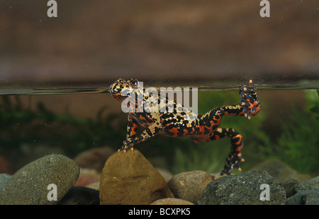 Orange Fire-bellied Toad (Bombina orientalis). Two in water Stock Photo ...