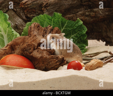 Roborovski dwarf hamster (Phodopus roborovskii Stock Photo - Alamy