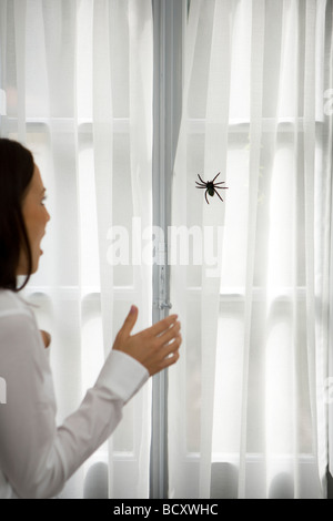 Spider on the window Stock Photo - Alamy